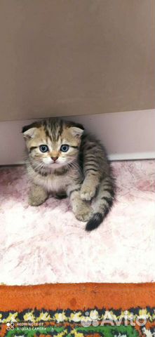 Шотландские вислоухие котята