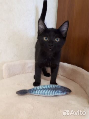 Котенок