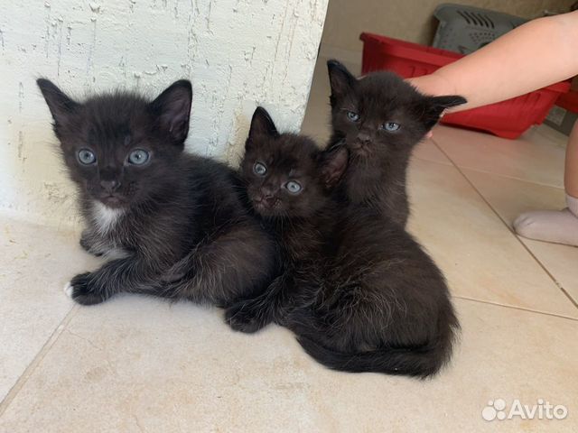 Сиамские котята