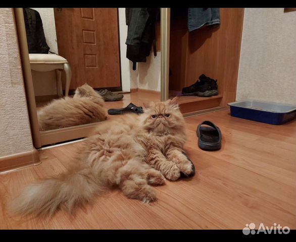 Персидская кошка. 7 лет