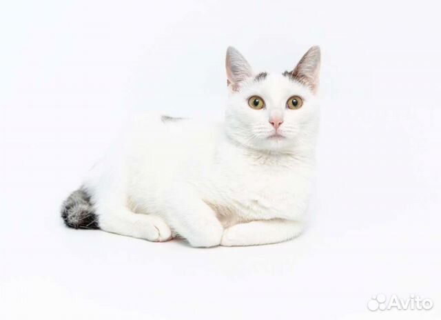 Котобатон и плюшка - кошка Флеш в дар