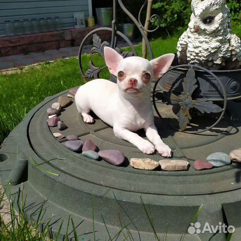 Чихуахуа девочки