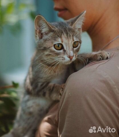 Дымчатая девочка 3 месяца