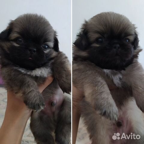 Щенки королевского пекинеса