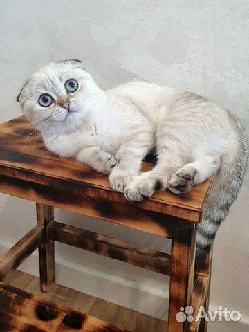 Шотландский вислоухий