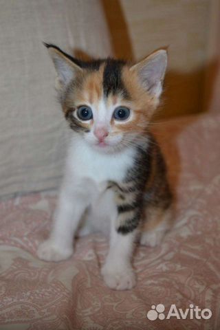Котенок девочка 1 месяц