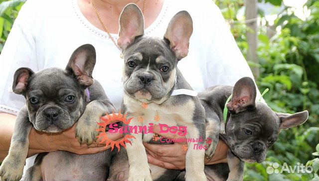 Французский бульдог голубой