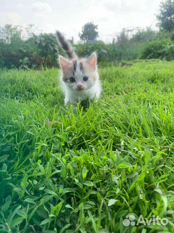 Котёнок