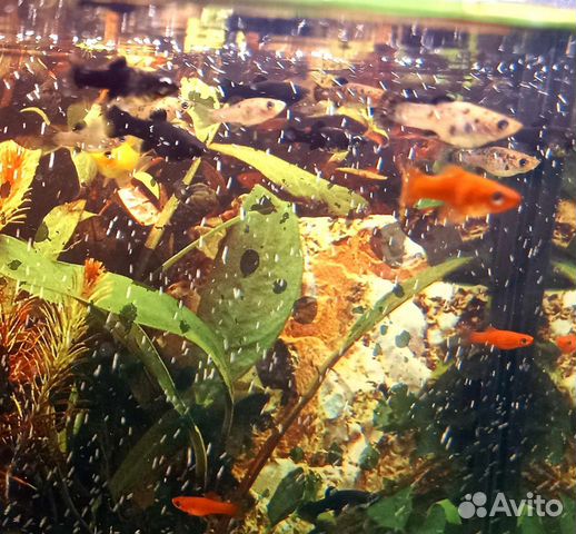 Аквариумные рыбки