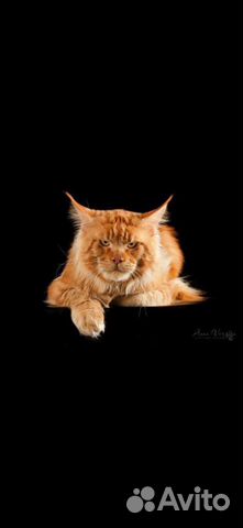 Котята мэйн кун