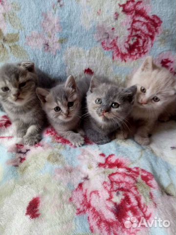 Шотландские вислоухие котята