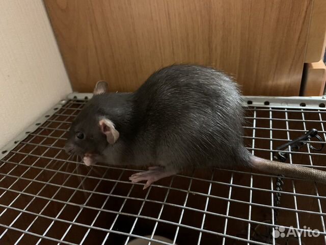 Крыса дамбо черная девочка