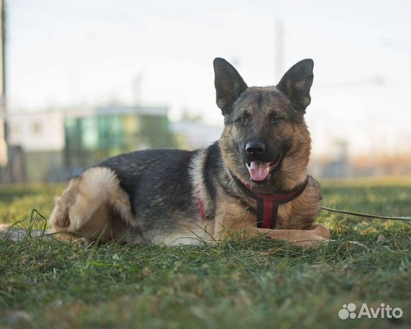 Флинт. Красивый пёс. Бесплатно