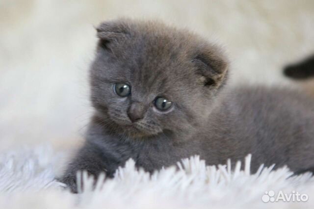 Котеночек шотландский