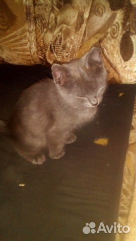 Котёнок Елисейка кот