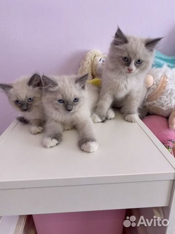 Котята рэгдолл