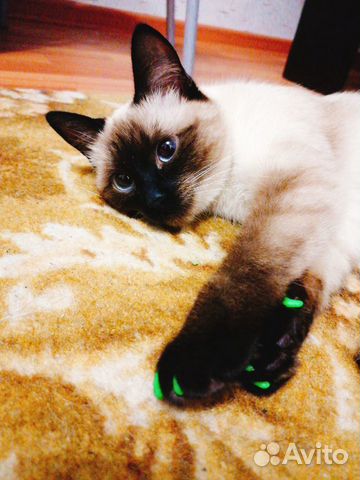 Ищем кота на вязку