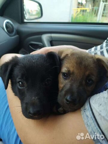 Щенки подкидыши в опасности