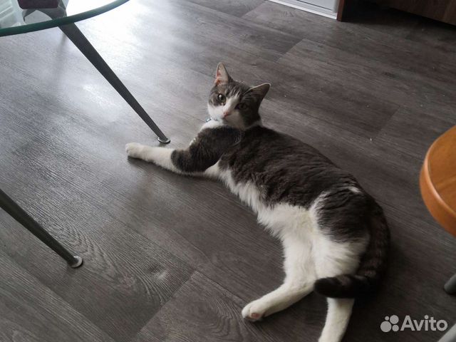Отдам кота бесплатно