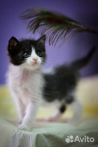 Маркиз в добрые руки