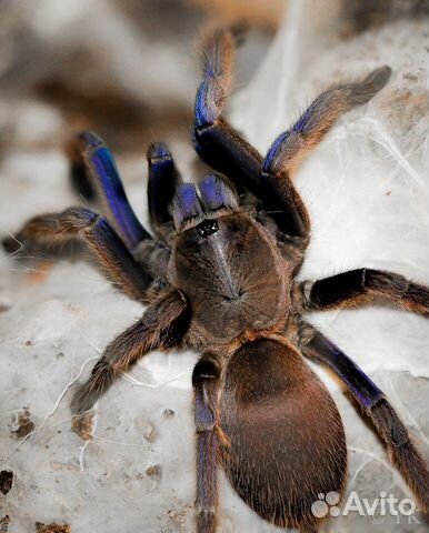 Паук птицеед