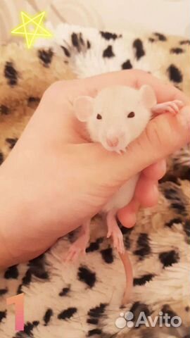 Крысята дамбо редких окрасов(Гималай/сиам)