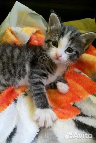 Котенок девочка 1 месяц