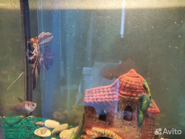 Рыбки скалярии и тернеция