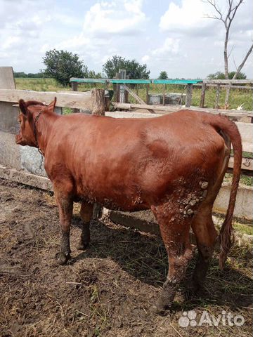 Бык телочка