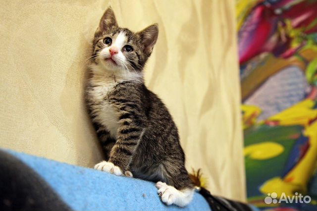 Котенок в надежные руки