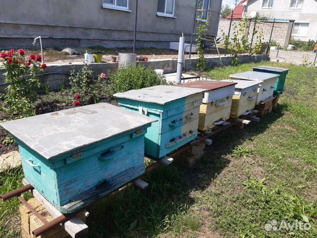 Продам пчелосемьи