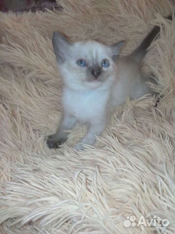 Сиямский котенок отдам