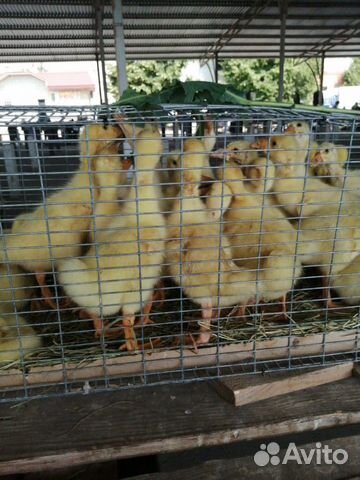 Продаются гусята суточные 130 порода Линда, италья