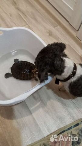 Черепаха, взрослая, отдам бесплатно