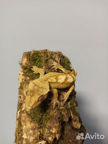 Реснитчатый бананоед 1,5 года самец