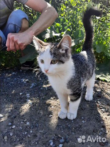 Спасите котеночка