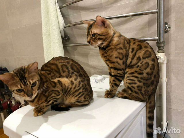 Бенгальские котята