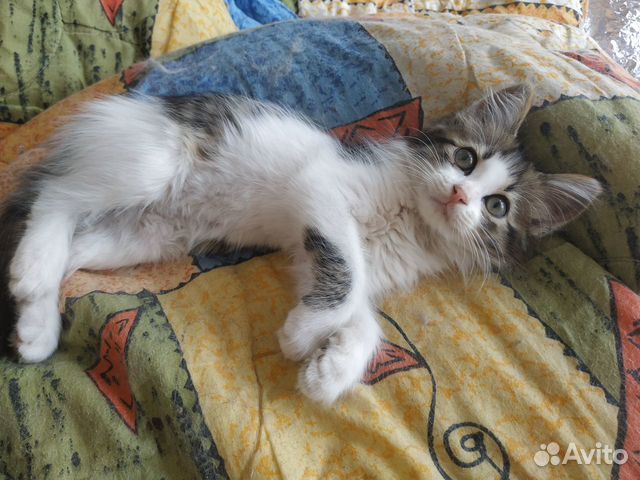 Котенок 1.5месяца мальчик