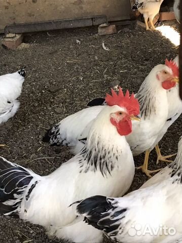 Петух адлерское серебро