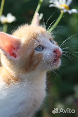 Котенок 1мес
