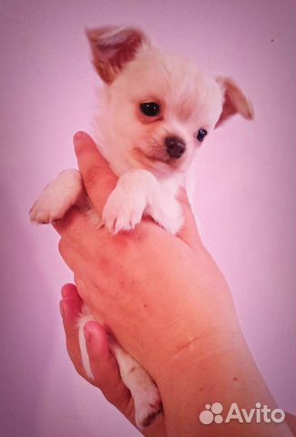 Щенки чихуахуа