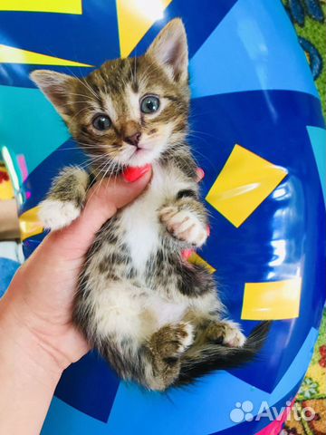 Котик мальчик