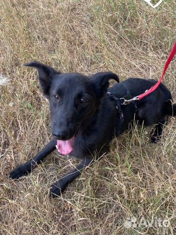 Милый Патрик в добрые руки