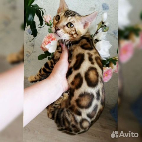 Бенгальские котята москва