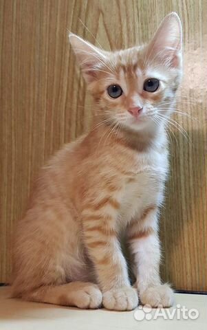 Лавруша котик