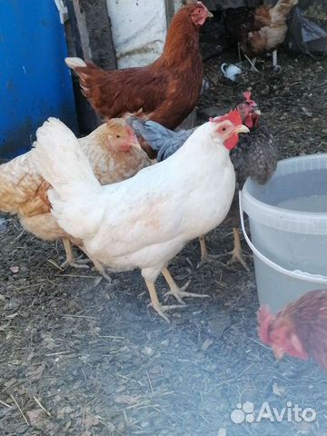 Несушки; кролики; свиньи