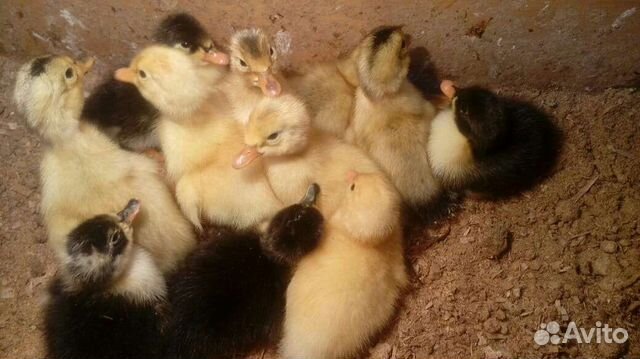 Утята скороспелки