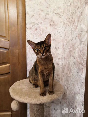 Отдам абиссинскую кошечку