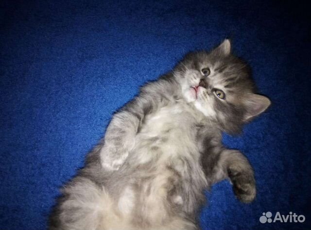 Шотландские вислоухие котята мраморные