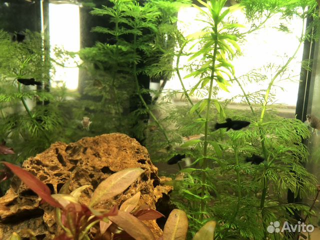 Моллинезия